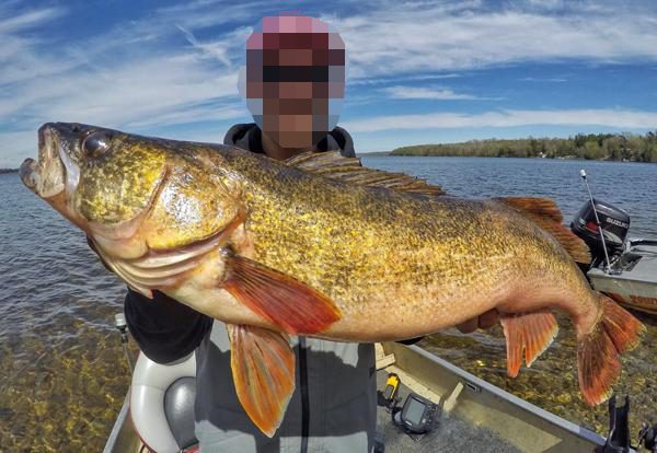 22 unique ways to hold a walleye – Target Walleye