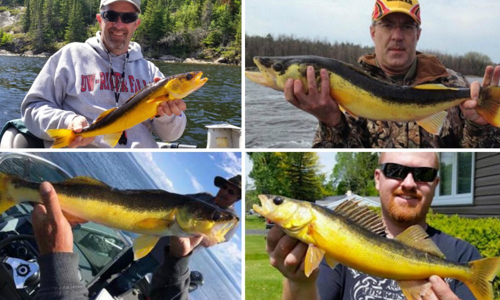 Rare yeller-belly walleye caught, Pike eats porcupine, Use poly blades ...