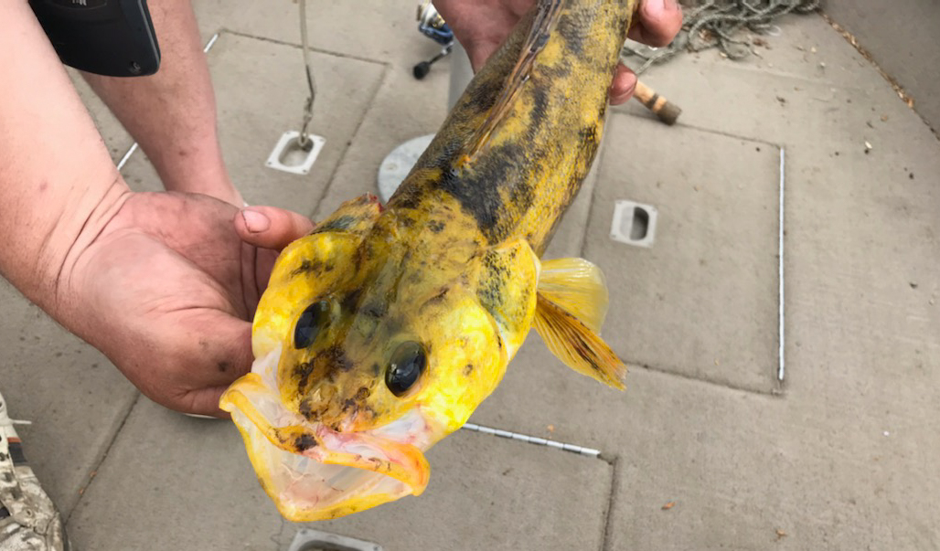 Rare “golden walleyes” are a real thing! – Target Walleye