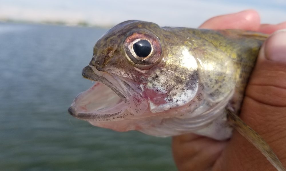 Small garage probz, DIY line storage hacks, Best leadcore knot – Target ...