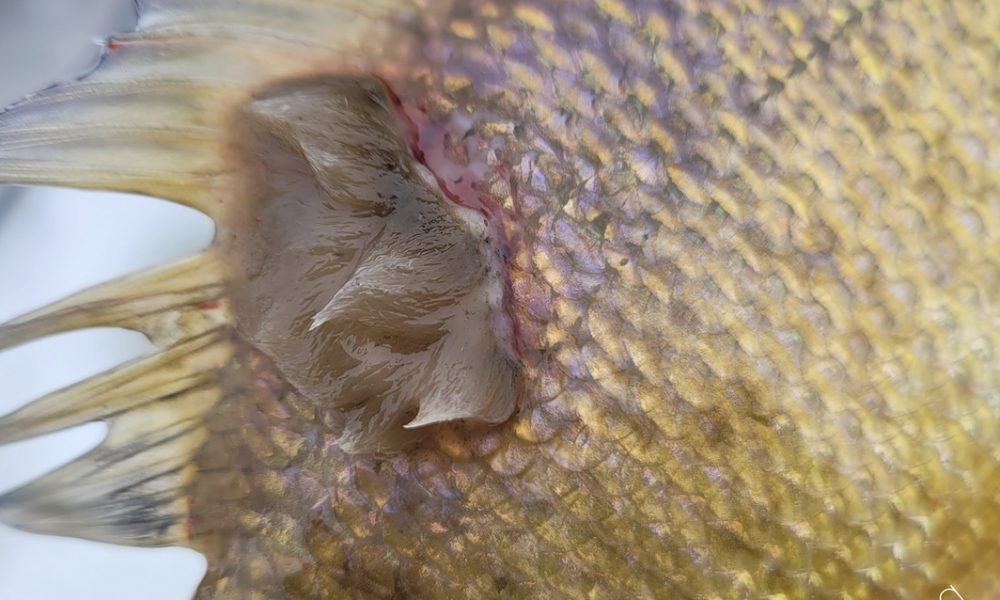 Panfish rod selection, Furry bluegill caught, Jason Mitchell gets ...