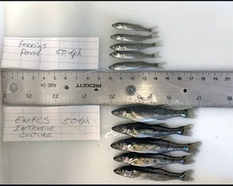 Walleye fishing isn’t boring, Power corking clear water, Side Imaging ...