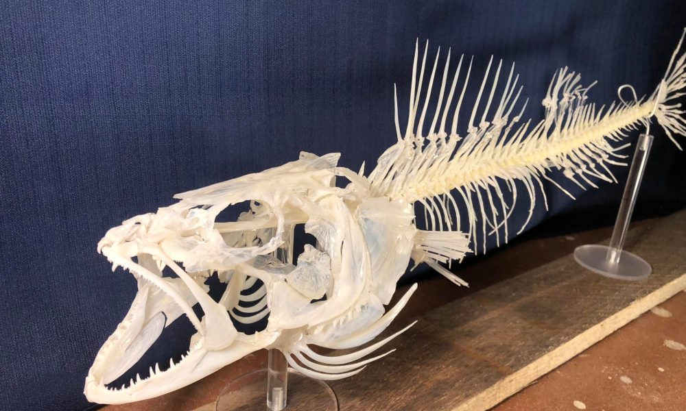 european fish mount – Target Walleye