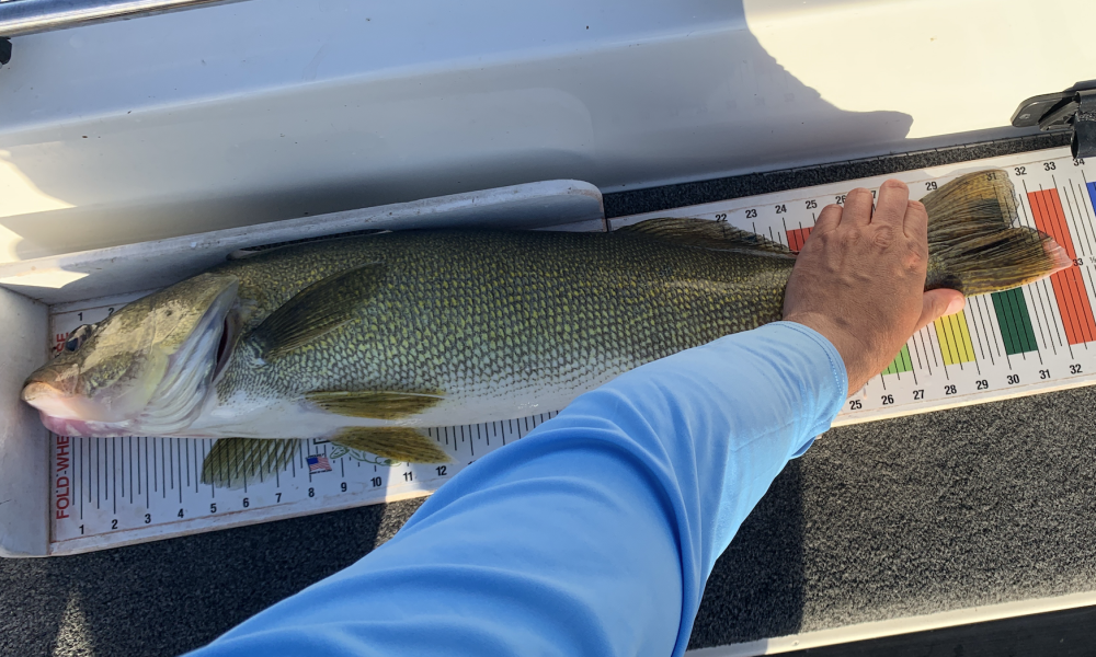 Braienrd – Target Walleye