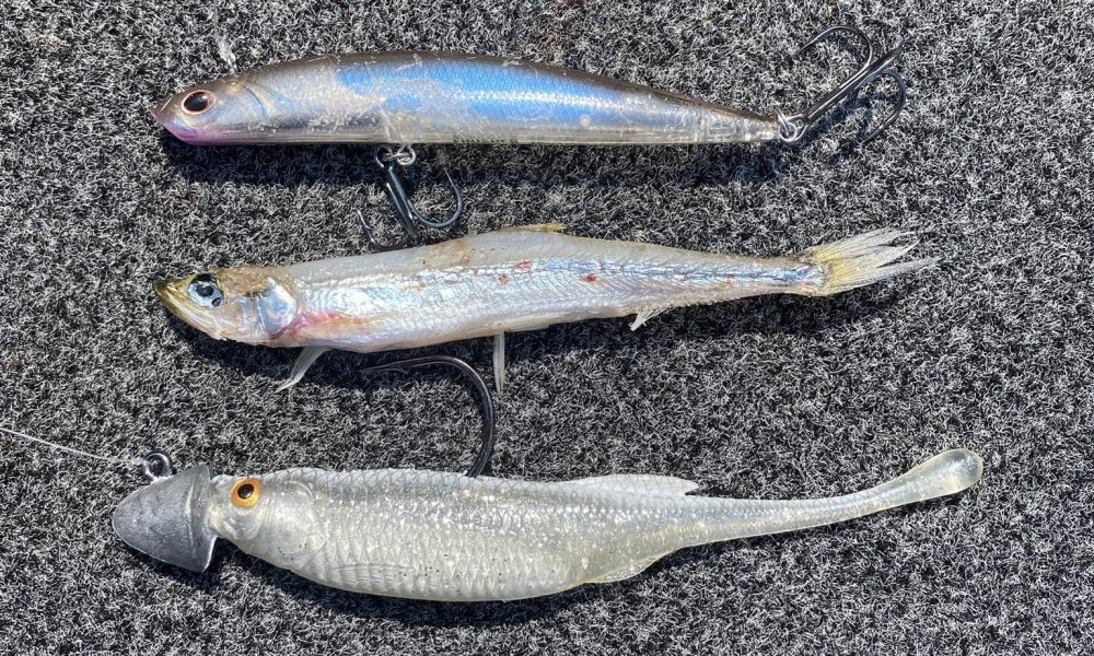 Mid summer tricks, Live bait rigging 101, Smelt eaters beware – Target ...
